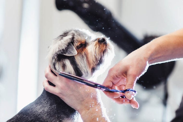 What Is the Cost of Dog Grooming in the UK? (Updated in 2026) | Hepper ...