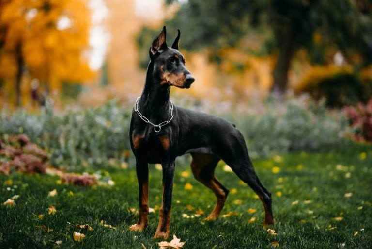 Doberman Male vs Female: Key Differences (With Pictures) | Hepper Pet ...