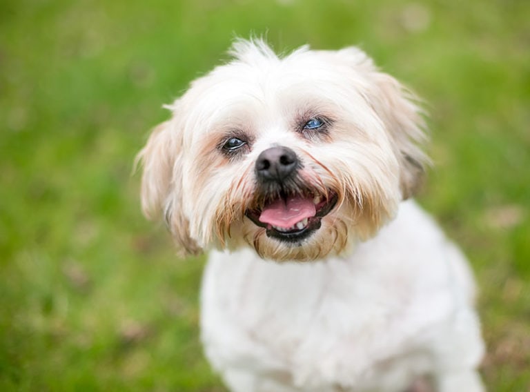 Do Shih Tzus Have Breathing Problems? What The Science Tells Us ...