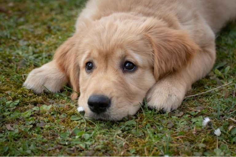 6 Types of Retriever Dog Breeds: Info, History, Pictures & Facts ...