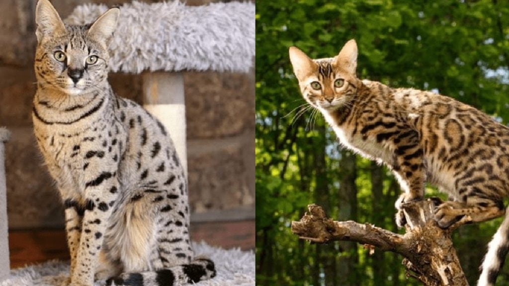 Bengal Savannah Cat Mix: Care Guide, Pictures, Info & More | Hepper Pet ...
