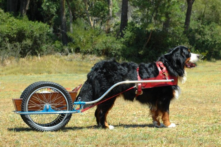 10 Jobs That Dogs Can Do: Canine Support Roles (With Pictures) | Hepper ...
