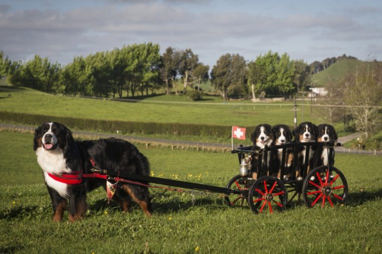 Dog Carting Facts: History, Breeds, & FAQ | Hepper Pet Resources