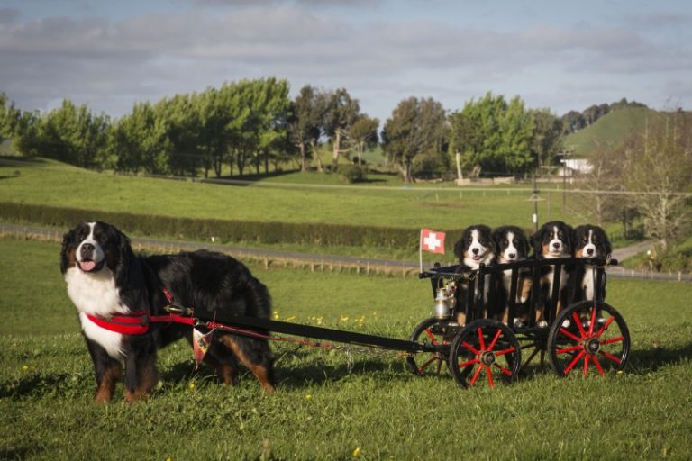 21 Great Farm Dog Breeds (With Info & Pictures) | Hepper Pet Resources