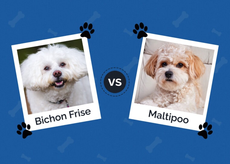 Bichon Frise vs. Maltipoo: How Do They Compare? | Hepper Pet Resources