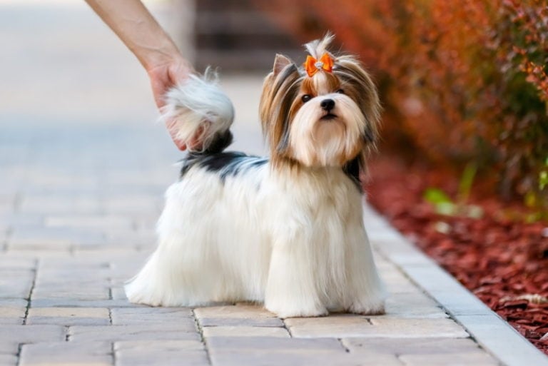 9 Ways to Keep Your Dog Out of Mulch - Quick & Easy Guide | Hepper Pet ...
