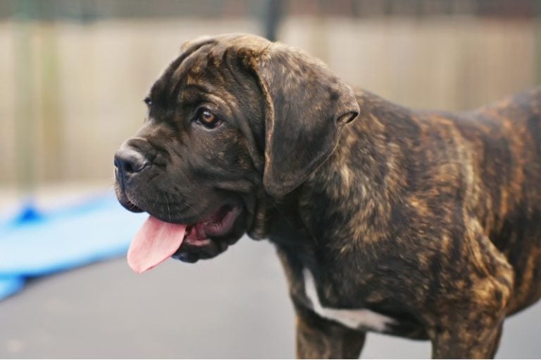 17 Best Brindle Dog Breeds (With Info & Pictures) | Hepper Pet Resources