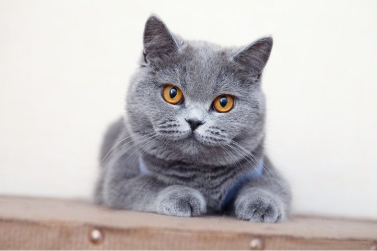 10 Most Popular Cat Breeds in Canada (2026 Update With Pictures) (With ...