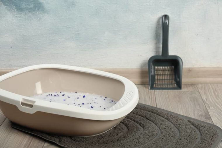 Why Doesn’t My Cat Cover Their Poop? 10 Likely Reasons | Hepper Pet ...