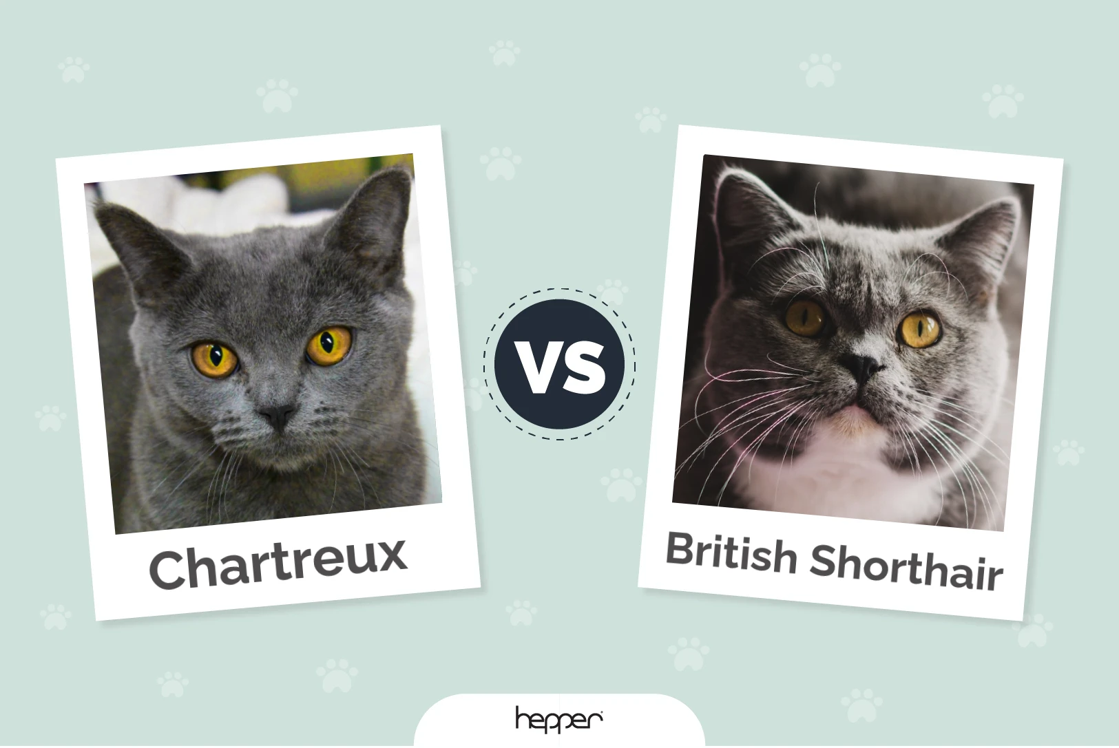 Chartreux vs British Shorthair: Main Differences (With Pictures ...