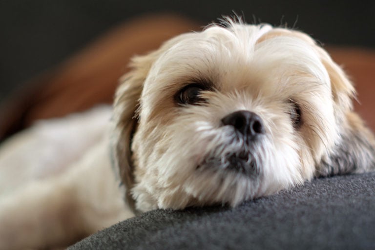 13 Common Shih Tzu Health Issues to Watch Out For! | Hepper Pet Resources