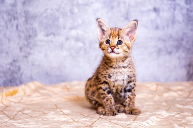 6 Surprising Ashera Cat Facts: Lifespan & Temperament | Hepper Pet ...
