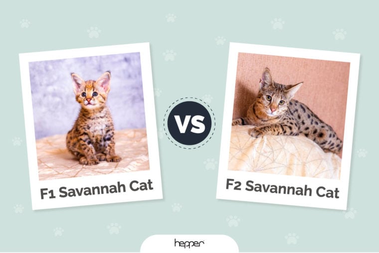 F1 vs F2 Savannah Cat — What's The Difference? (With Pictures) | Hepper ...
