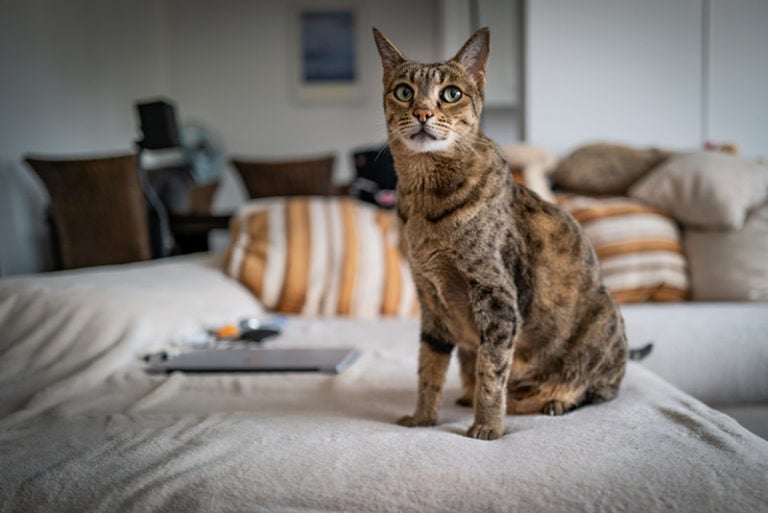 Savannah Cat Size: How Big Are They Full Grown & Size Chart | Hepper ...