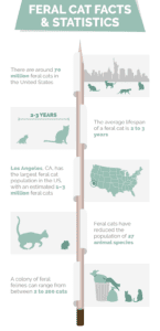 9 Surprising Feral Cats Statistics in the US (2025 Update) | Hepper Pet ...