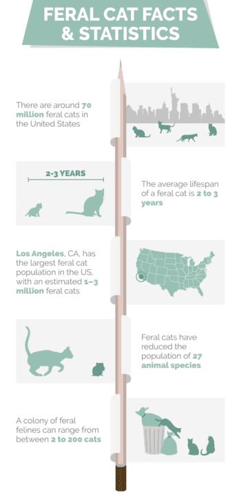 9 Surprising Feral Cats Statistics in the US (2025 Update) | Hepper Pet ...