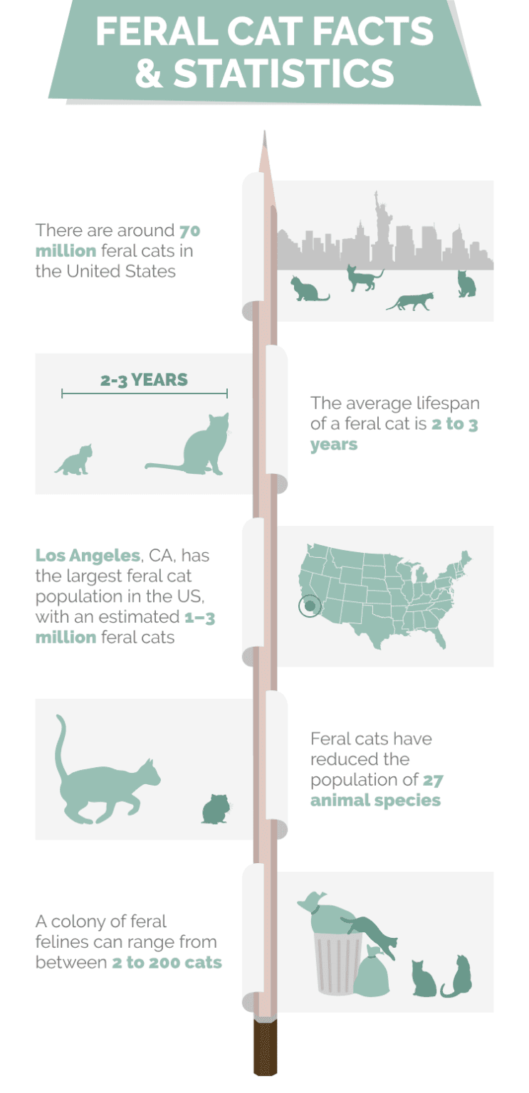 9 Surprising Feral Cats Statistics in the US (2025 Update) | Hepper Pet ...