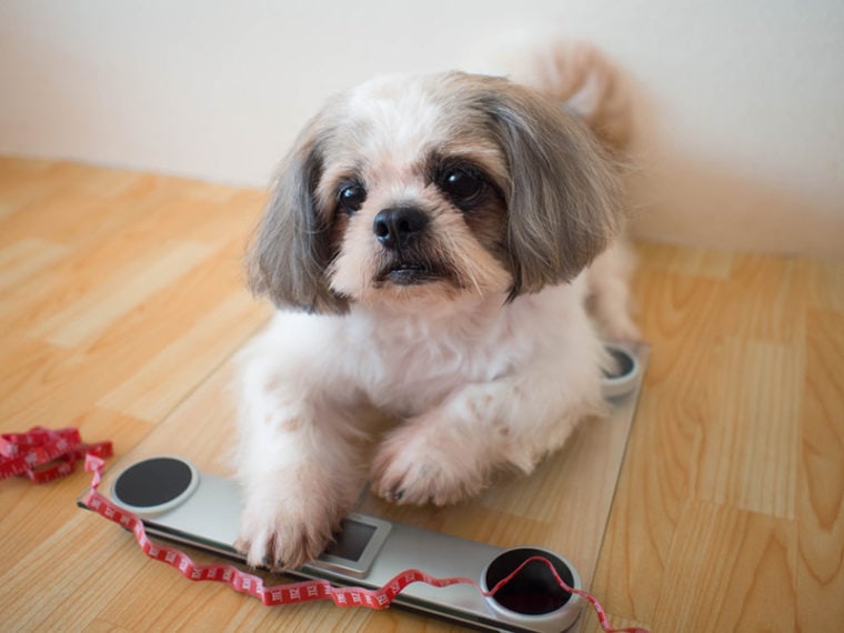 How to Weigh Your Dog at Home: 8 Easy Tips & Tricks | Hepper Pet Resources