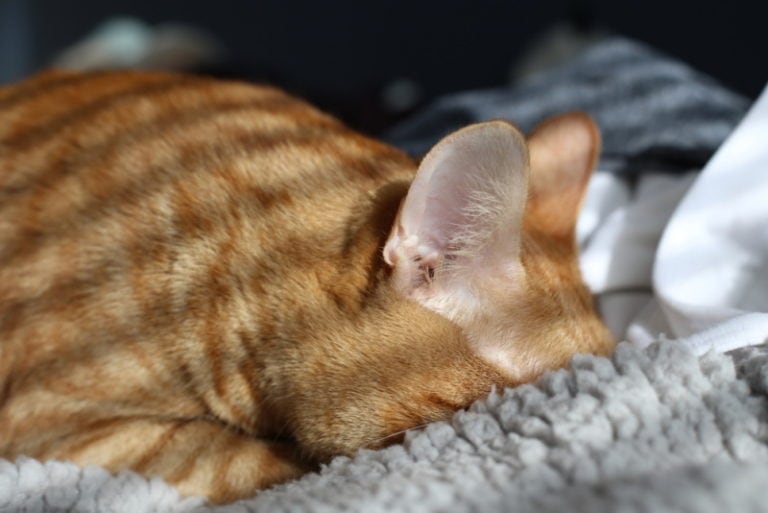 7 Reasons Why Your Cat Buries Their Head (The Surprising Details ...