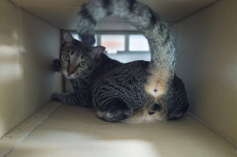 Why Is My Cat Scooting? 4 Vet-Approved Reasons & What to Do | Hepper ...