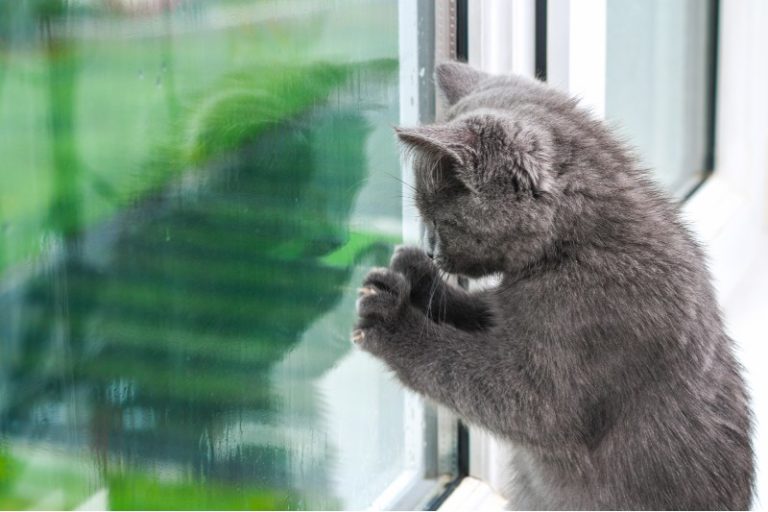 8 Reasons Why Your Cat Is Scratching at the Window (Cat Behavior ...
