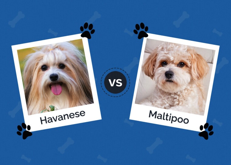 Havanese vs. Maltipoo: What's The Difference (With Pictures) | Hepper ...