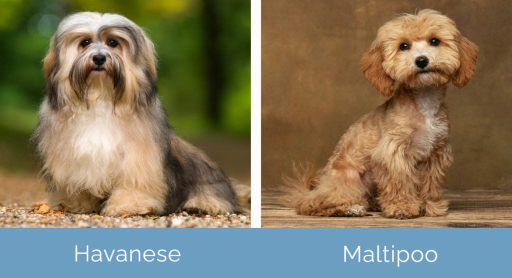 Havanese vs. Maltipoo: What's The Difference (With Pictures) | Hepper ...