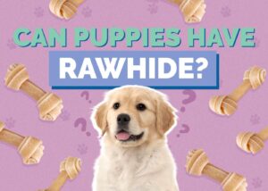 Can Puppies Have Rawhide? Benefits, Substitutes & FAQ | Hepper Pet ...