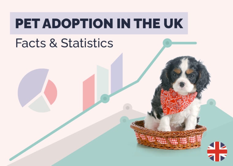 18 Shocking UK Animal Homelessness Statistics & Facts (Updated in 2026 ...