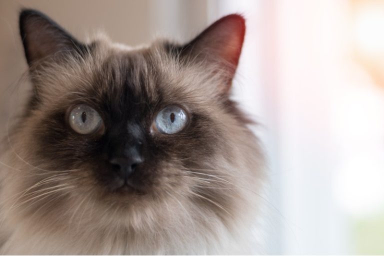 10 Most Popular Cat Breeds in Canada (2026 Update With Pictures) (With ...
