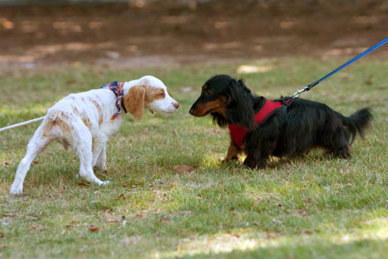 How to Train Your Dog to Ignore Other Dogs: 4 Vet Approved Tips ...