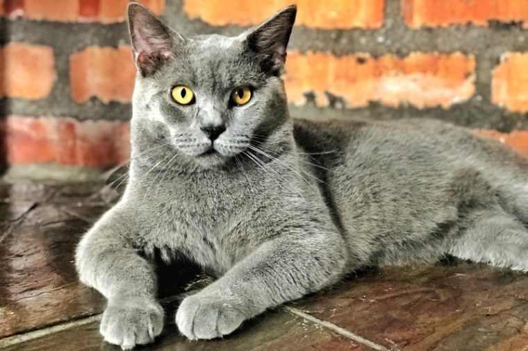 Scottish Fold Maine Coon Mixed Cat Breed: Info, Pictures, Care & More ...
