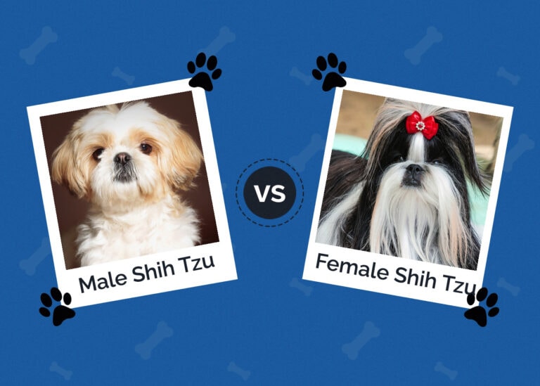 Male vs Female Shih Tzu: Which One Is Right for You? | Hepper Pet Resources