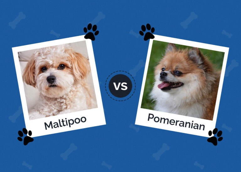 Maltipoo vs Pomeranian: How Do They Compare? (With Pictures) | Hepper ...