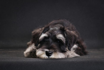 11 Miniature Schnauzer Health Problems to Watch Out For | Hepper Pet ...