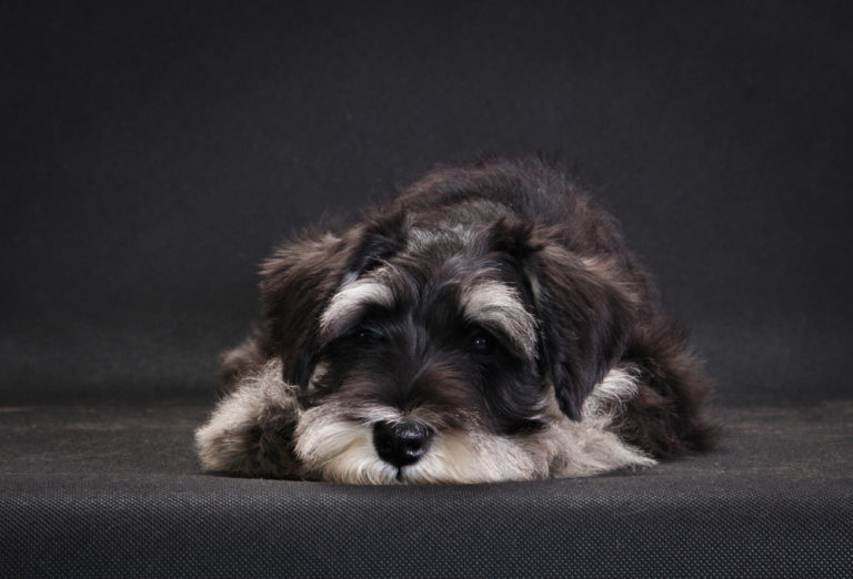 11 Miniature Schnauzer Health Problems to Watch Out For | Hepper Pet ...