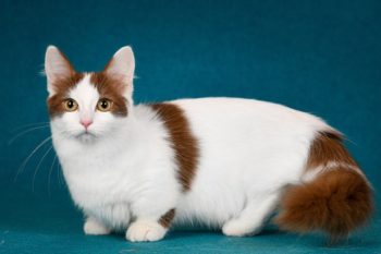 8 Amazing Facts About Munchkin Cats: Genetics, Temperament & Speed ...