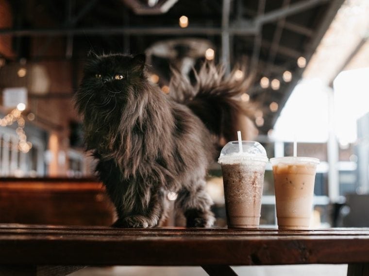 The Rise of Cat Cafes: How Have They Become So Popular? | Hepper Pet ...
