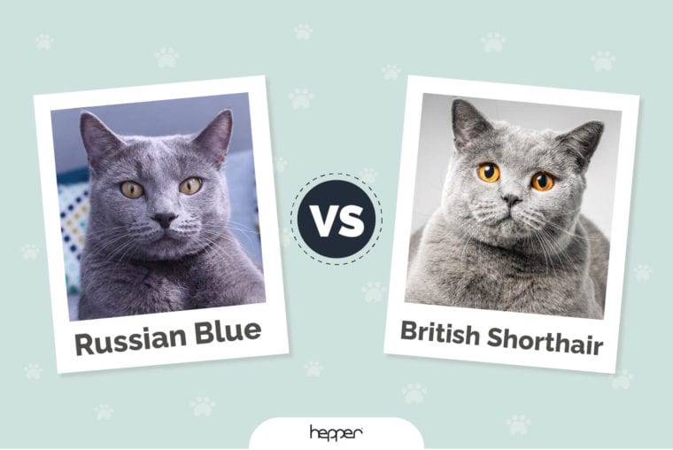 Russian Blue vs. British Shorthair: Differences Explained (With ...