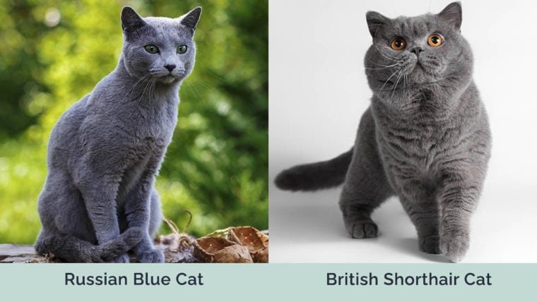 Russian Blue vs. British Shorthair: Differences Explained (With ...
