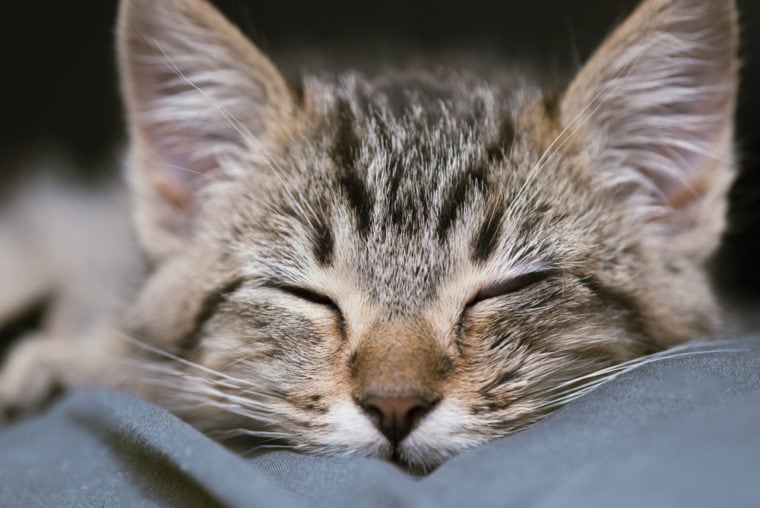 Can Cats Get Depressed? Vet-Verified Causes, Signs & Treatment | Hepper ...