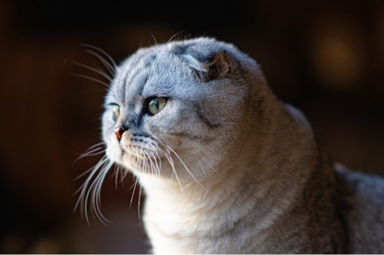 Scottish Fold Colors - 20 Common and Rare Varieties (With Pictures ...