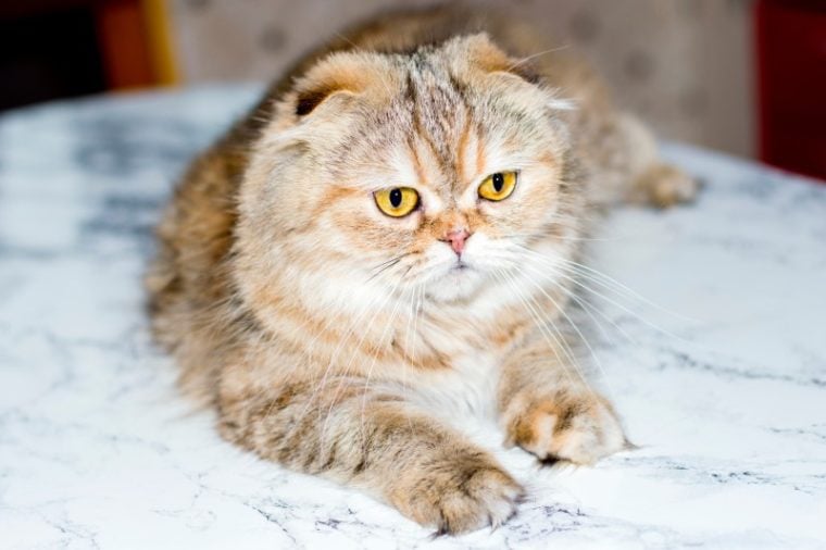 Scottish Fold Colors - 20 Common and Rare Varieties (With Pictures ...