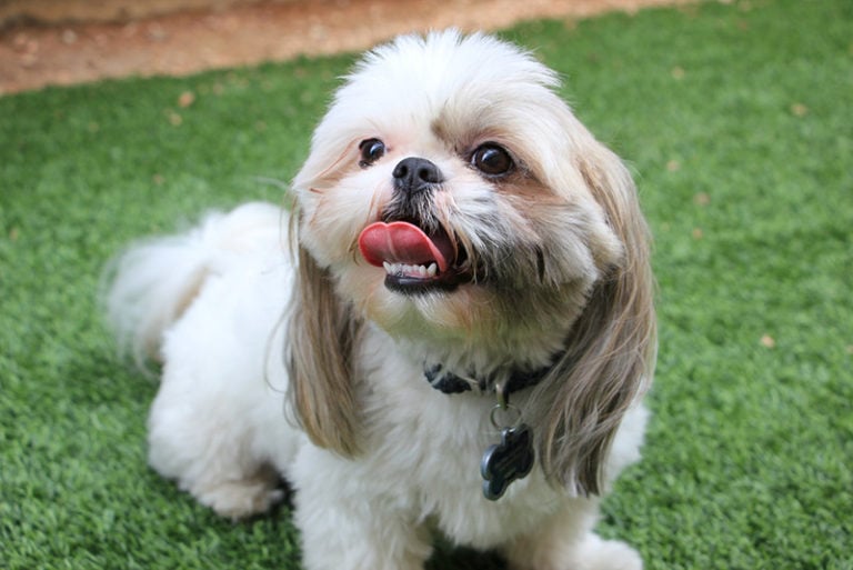 13 Common Shih Tzu Health Issues to Watch Out For! | Hepper Pet Resources