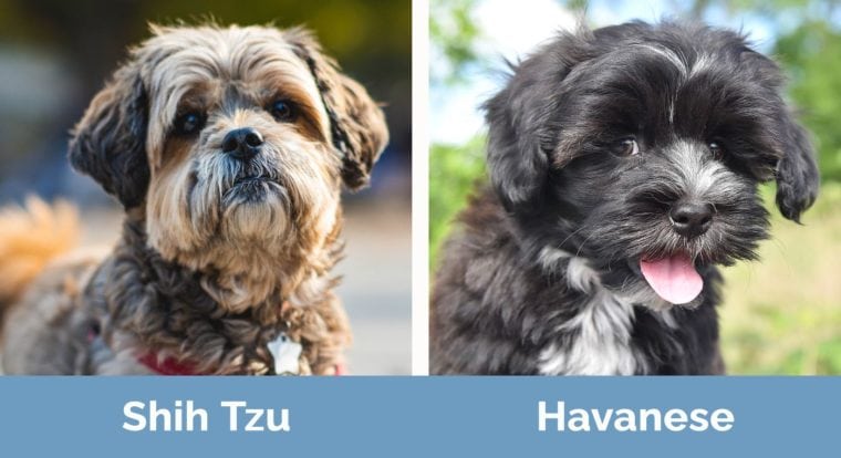 Shih Tzu vs. Havanese: What’s the Difference? (With Pictures) | Hepper Pet Resources