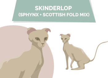 Skinderlop (Sphynx & Scottish Fold Mix): Info, Pictures, Origin ...