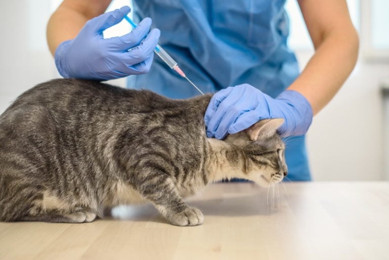 What Is the Cost of Cat & Kitten Vaccinations in Canada? (Updated in ...