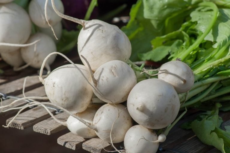 Can Dogs Eat Turnips? Vet Reviewed Nutrition Facts & FAQ | Hepper Pet ...