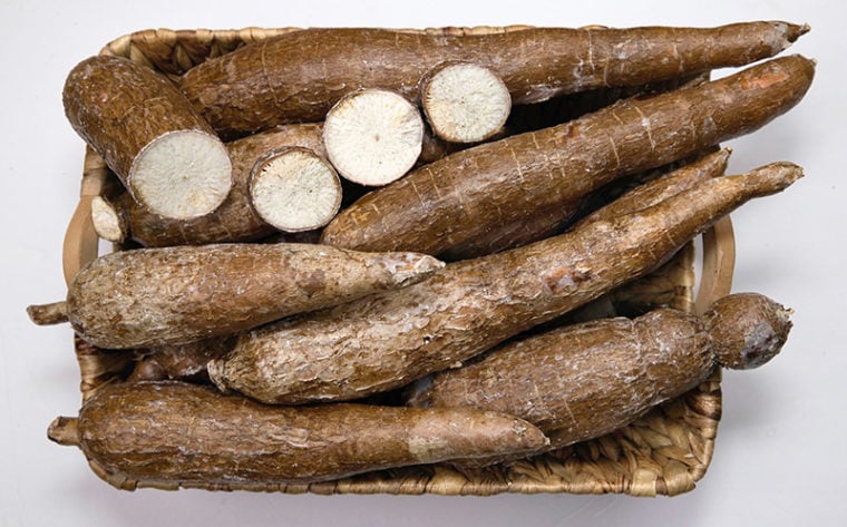 Can Dogs Eat Cassava? Vet Approved Facts & Nutrition Guide | Hepper Pet ...