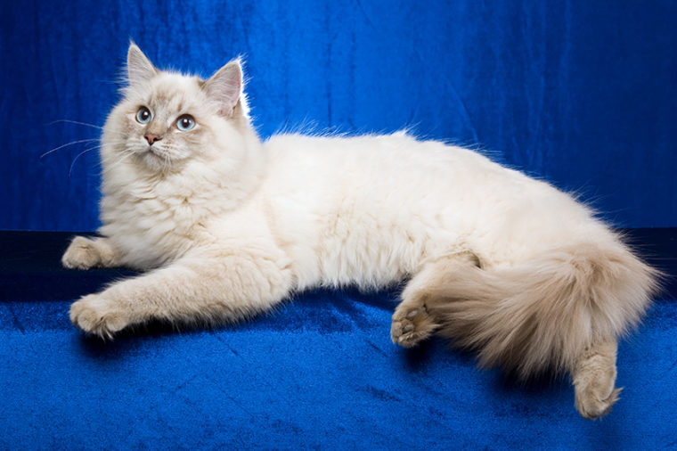 Seal Point Ragdoll Cat: Info, Pictures, Origin & History | Hepper Pet ...